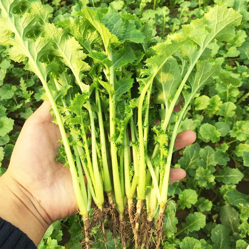 Potherb Mustard Seeds - Adaptable, High-Yield, Stable Yield Variety