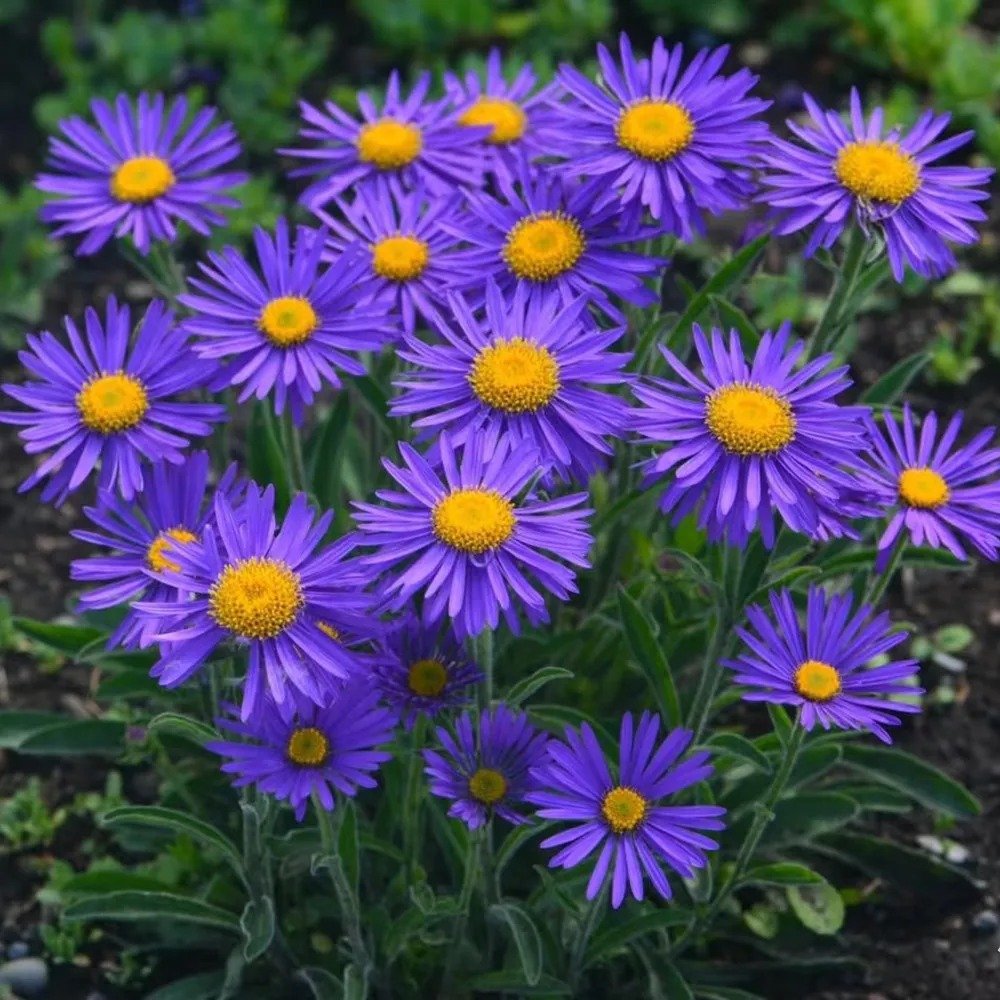 500 Seeds Alpine Aster Mix Seeds - Alpine Aster for Rock Gardens & Beds