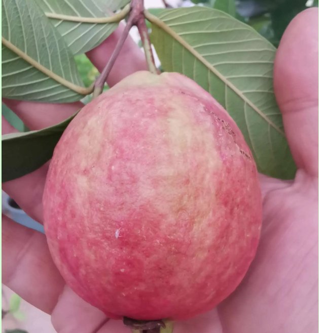 Rare Guava Tree (9 Varieties). 4 Years Old. Grafted. Grown In Grow Bag.