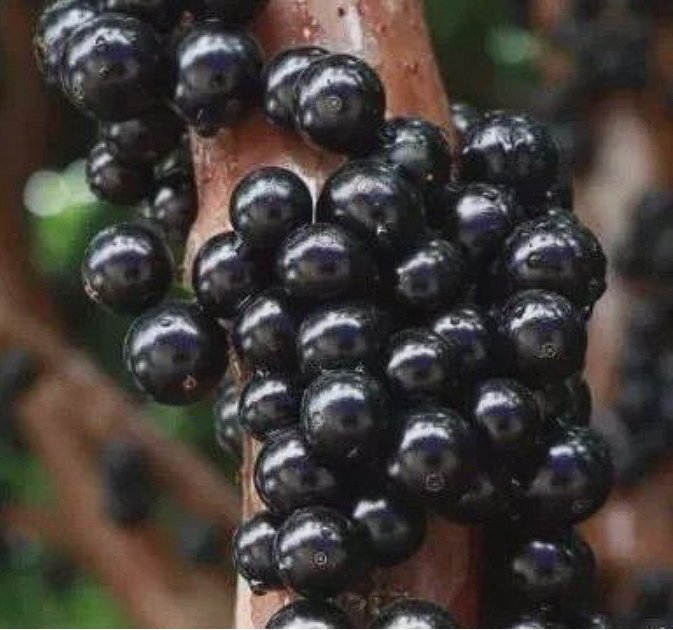 Jaboticaba Tree (7 Varieties). 5 Years Old, Grafted. Grown In Grow Bag.