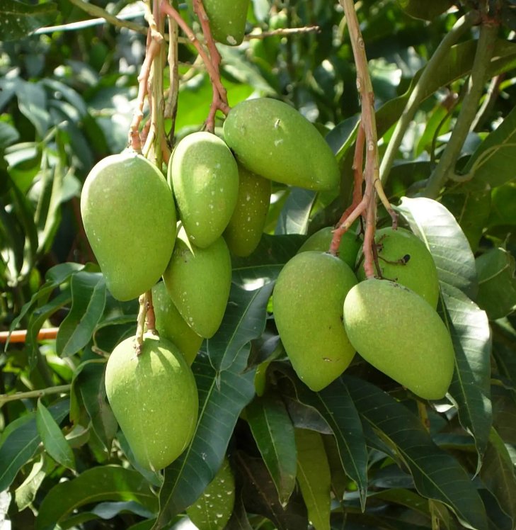 Mango Tree (5 Varieties). 3 Years Old, Grafted. Grown In Grow Bag.