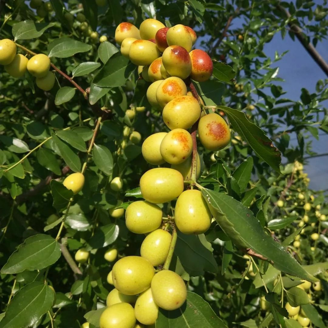 Jujube Tree (15 Varieties). Grafted. Height: 34″-40″, diameter: 0.5″-0.8″.