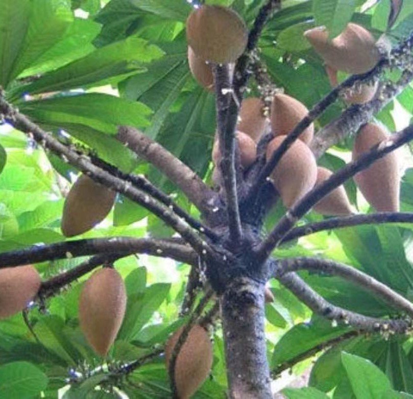 Mamey Sapote Trees (5 Variety). 3 Years Old. Grafted.