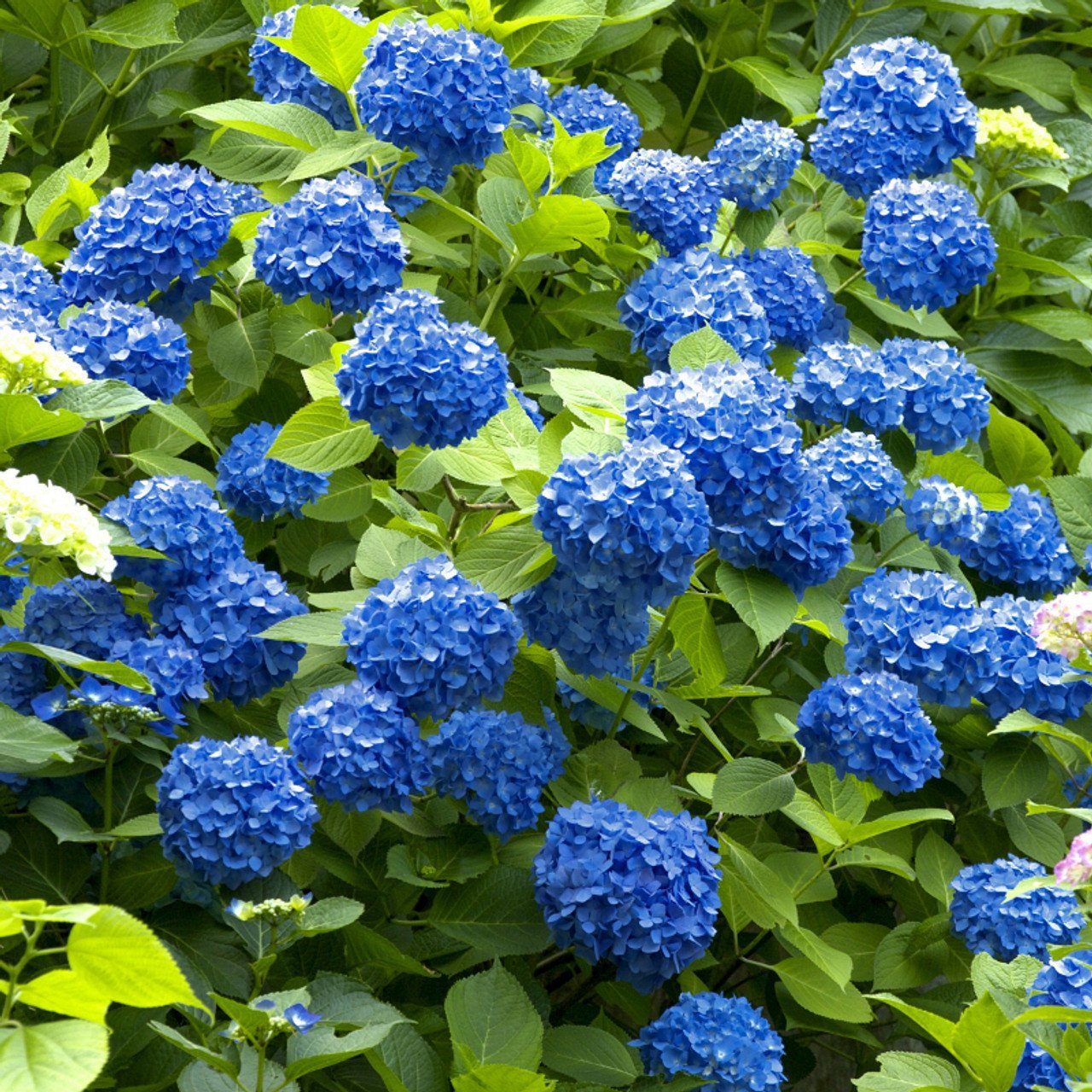 30 PCS Seeds Blue Hydrangea Paniculata Grandiflora