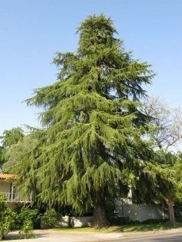 40 PCS Seeds Evergreen Cedar Tree