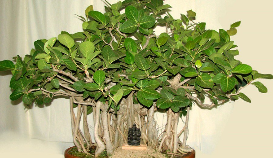 10 PCS Seeds Peepal Ficus Religiosa Bonsai
