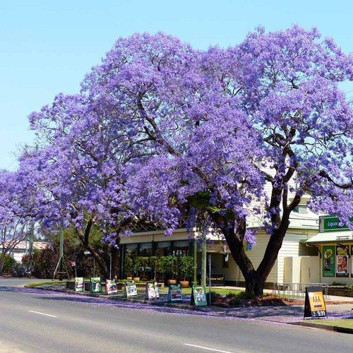 100 PCS Seeds Jacaranda Mimosifolia Tree