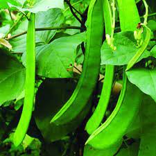 10 PCS Seeds Sword Beans