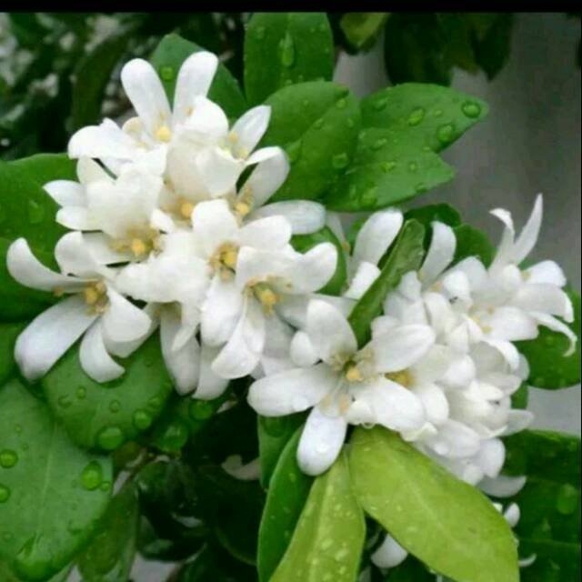 400 PCS Seeds Murraya Paniculata, White Orange Jasmine Kamuning