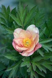 10 PCS Seeds Rare 'Sang Ye Mudan' Red Pink Yellow Green Peony Plant