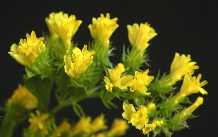 60 PCS Seeds Mix Midnight Statice Limonium sinuata