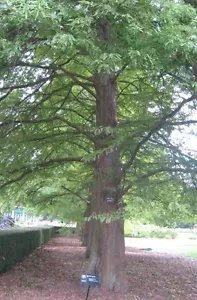 Taxodium Distichum Bald Cypress Seeds Fresh Garden