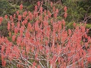 Idesia Polycarpa Igiri Tree Seeds Fresh Garden