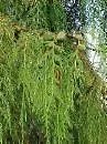 Cupressus Funebris Weeping Chinese Cypress Seeds Fresh Garden