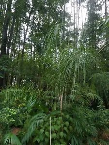 Syagrus Romanzoffianum Cold Hardy Queen Palm Seeds Fresh Garden