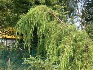 Juniperus Rigida Weeping Temple Juniper Seeds Rare Fresh Garden