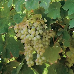 Vitis Labrusca Niagara Grape Seeds Fresh Garden
