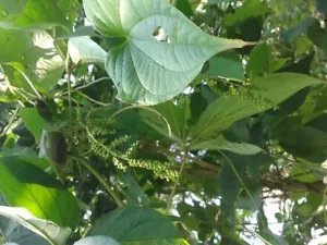 Dioscorea Hamiltonii Mountain Yam Seeds Fresh Garden