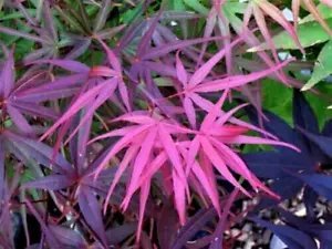Red Bamboo Japanese Maple 12 Authentic Seeds Seeds Acer Palmatum 'Beni ...