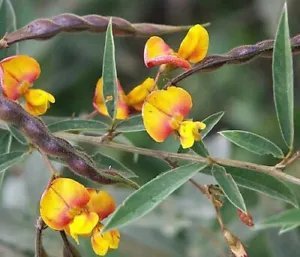 10 Cajanus Cajun Pigeonpea Edible Fruit Seed Easy To Grow Year Round ...
