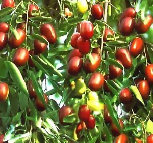 10 Jujube Fruit Tree Seeds Superfruit Ziziphus Jujube Fast Growing Fully Edible Fresh Garden