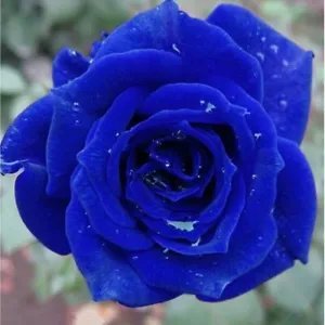 10 Blue Rose Seeds Hybrid Tea Flower Rose Bush Non Gmo Rare Rose Fresh ...