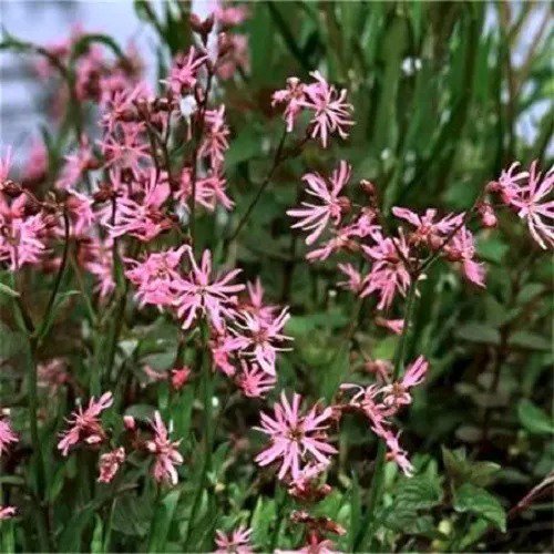 100 Ragged Robin Pink Purplish Lychnis Flos Cuculi Pink Flower Seeds Fresh
