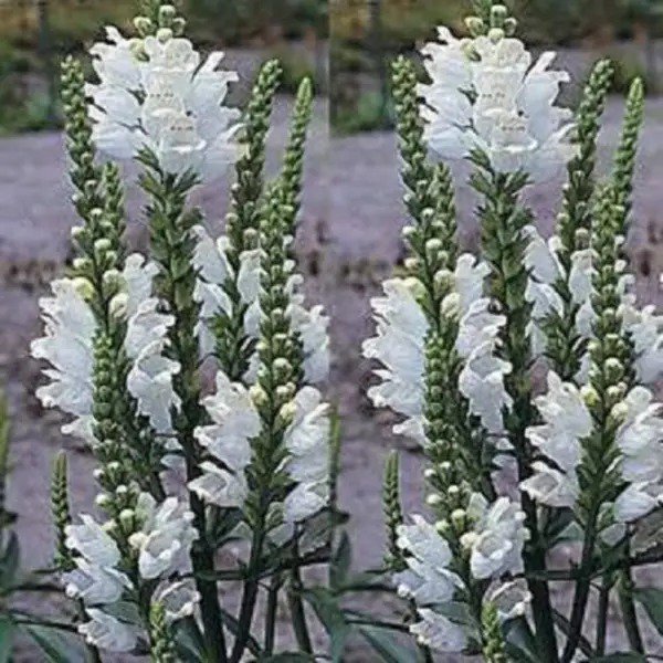 50 White Showy Obedient Plant (False Dragon Head) Physostegia ...