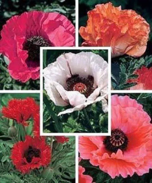 1000 Mixed Colors Oriental Poppy Papaver Orientale Flower Seeds Fresh