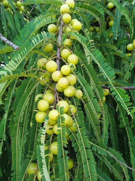 10 Indian Gooseberry Phyllanthus Emblica Emblic Edible Fruit Tree Seeds ...