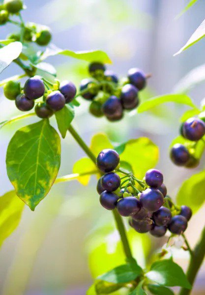 100 Wonderberry Sunberry Solanum Burbankii Retroflexum Fruit Berry ...