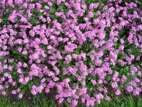 100 Victoria Pink Forget Me Not Myosotis Alpestris Flower Seeds Fresh