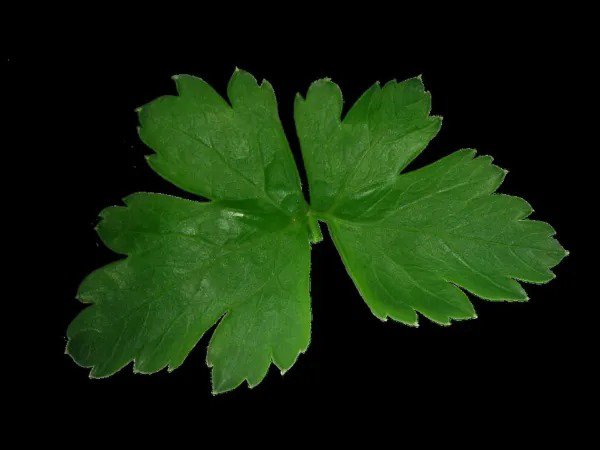 1500 Flat Leaf Parsley Seeds Petroselinum Crispum Plain Single Italian ...