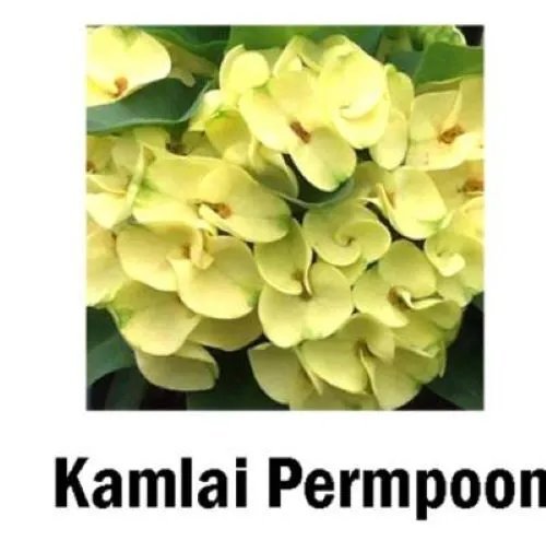 Kamlai Permpoon Crown Of Thorns Euphorbia Milii Christ Plant Starter ...