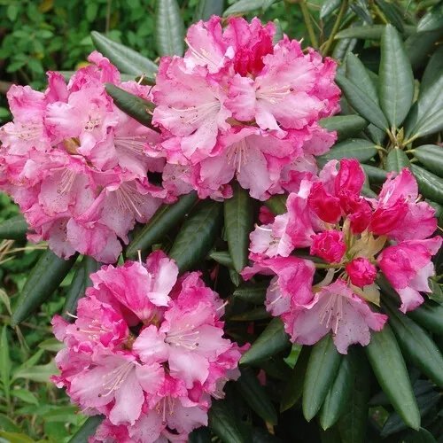 Dandy Man Color Wheel Azalea Rhododendron Large Starter Plant 3 Colors ...