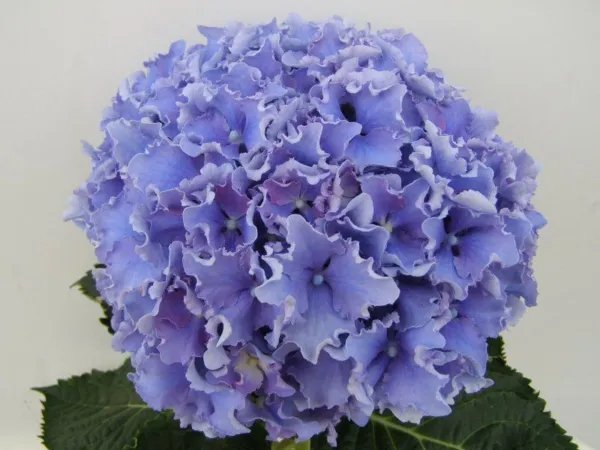 Spike Hydrangea Starter Plant Blue Or Pink Frilled Ruffled Edges Fresh ...