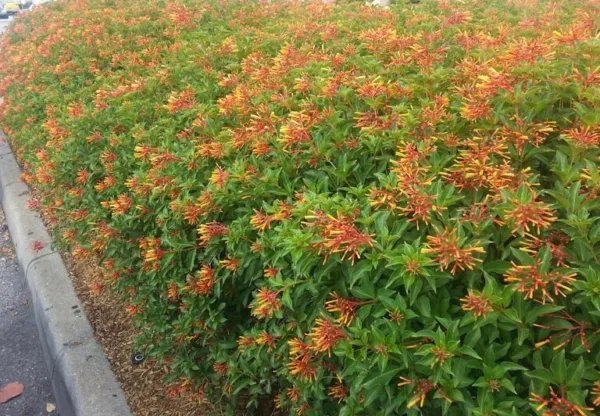 African Mexican Firebush Plant Hamelia Patens Attract Butterflies ...