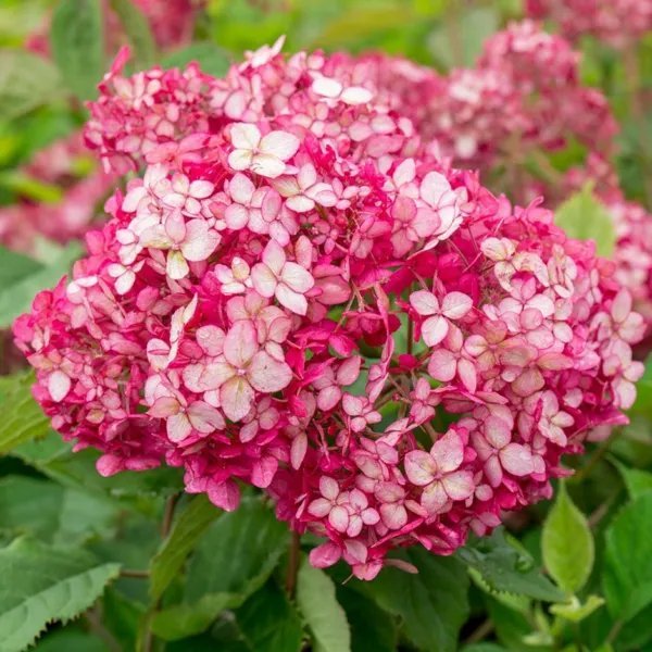 Ruby Invincibelle Hydrangea Starter Plant Pink & Red Fresh Garden