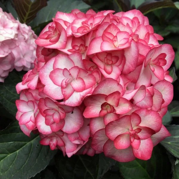 Miss Saori Hydrangea Starter Plant Deep Pink Edges With White Center ...