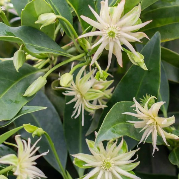 Orion Illicium Hybrid Anise Tree Star Flower Fresh Garden