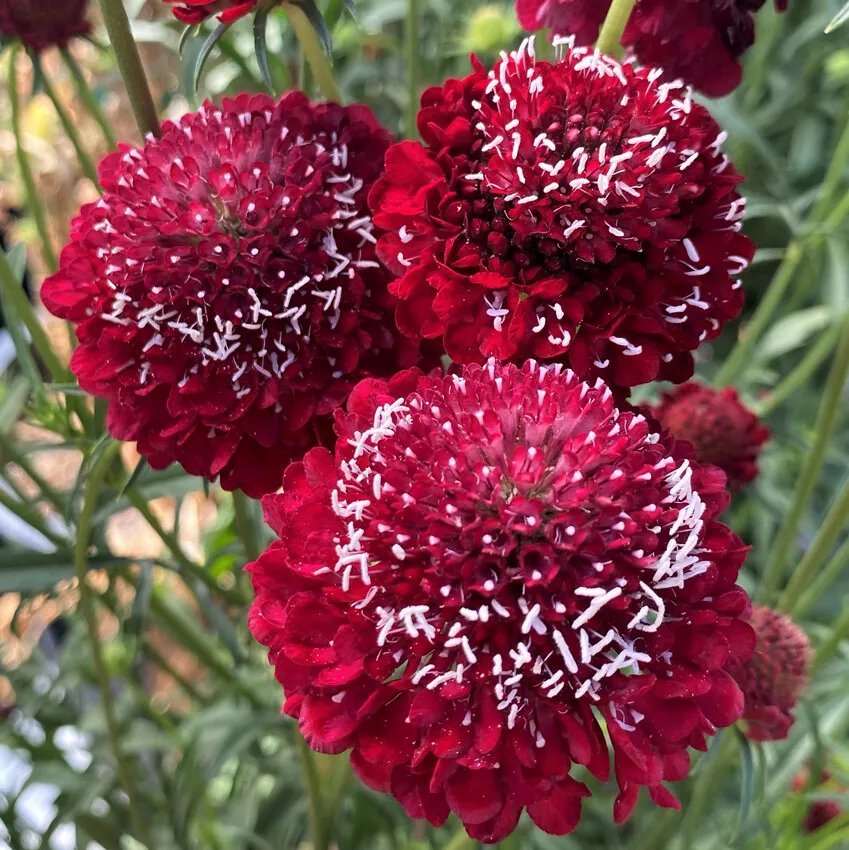Scabiosa Raspberry Red Pincushion Flower Seeds 30 For 2023 Fresh Garden