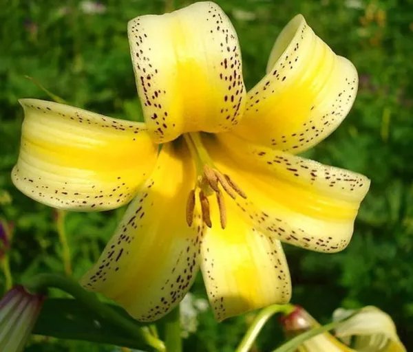 10+ Fragrant Lily Species Lilium Kesselringianum Seeds Large Golden ...