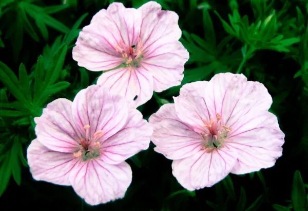 10 Bloody Cranesbill 'Vision Light Pink' Seeds Bright Pink Geranium ...