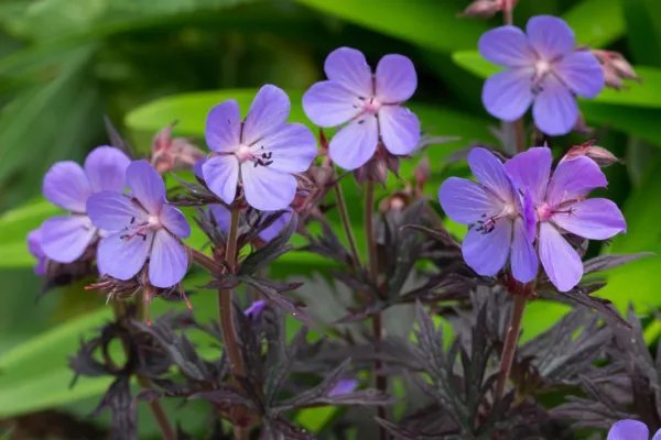 10+ Rare Dark Leaved Meadow Cranesbill 'Dark Reiter' Seeds Geranium ...