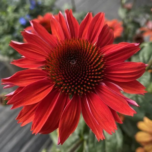 Echinacea Purpurea ‘Panama Red’ Coneflower Live Starter Plant Deep Red ...
