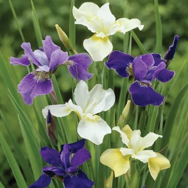 30+ Iris Sibirica 'New Hybrids' Siberian Iris Seeds Assortment Of ...