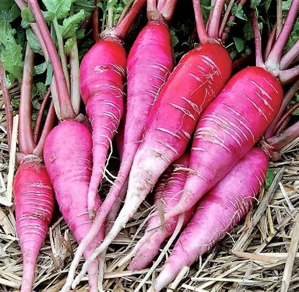 Fresh 300+ Red Arrow Radish Seeds Organic Mild Sweet Vegetable Garden