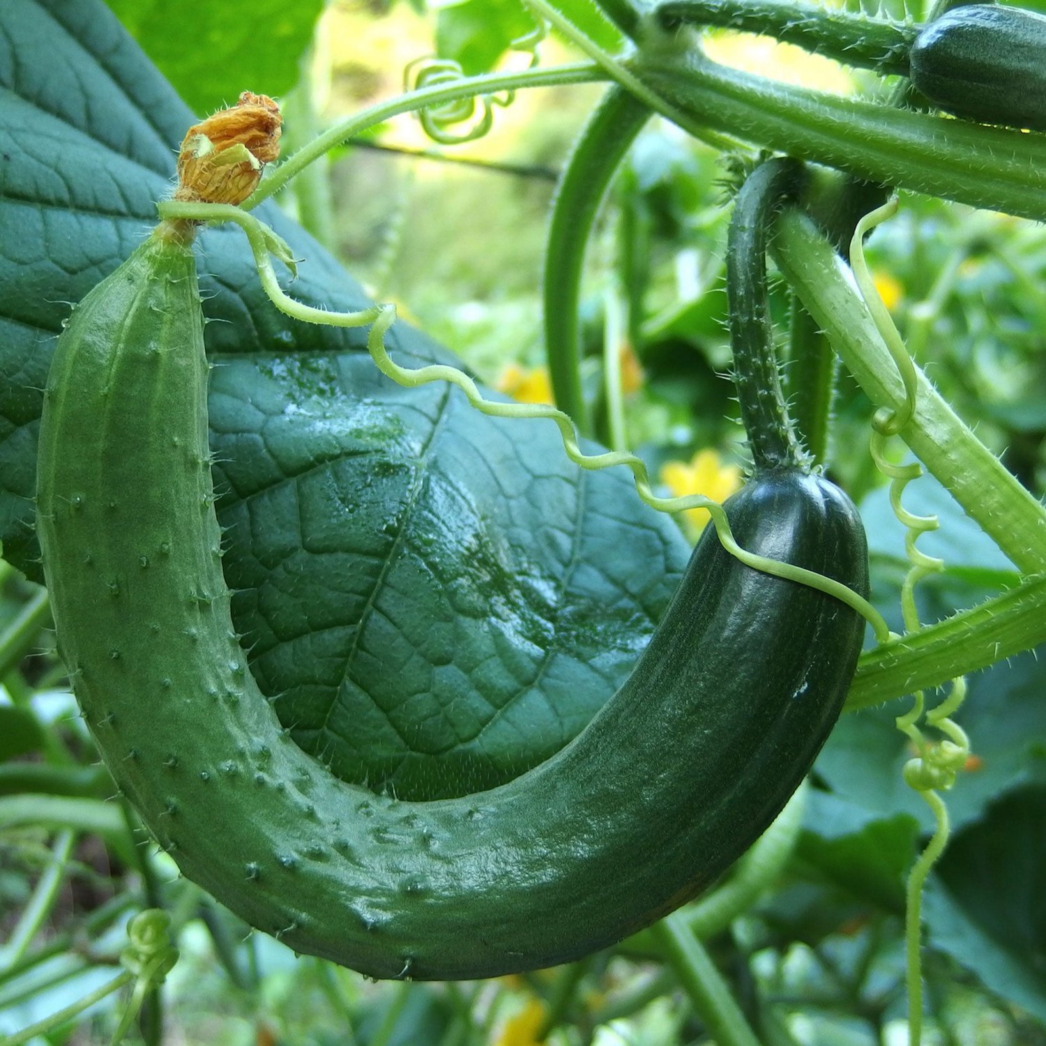 Fresh 200 Chinese Snake Curved Cucumber Seedsnon Gmo Heirloom Garden