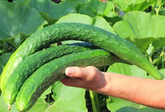 Fresh Usa 200 Chinese Snake Curved Cucumber Seedsnon Gmo Heirloom ...