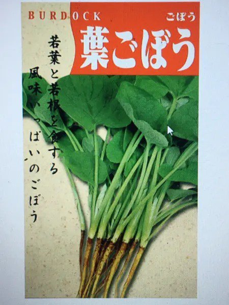 Fresh 100+ Japanese Ha Gobo Seeds Burdock Leafculinary Medicinal Herb ...